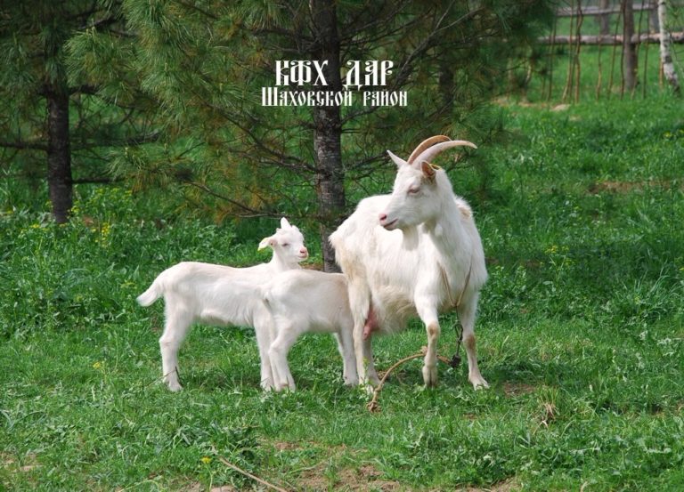 Козье молоко - купить | КФХ "Дар"